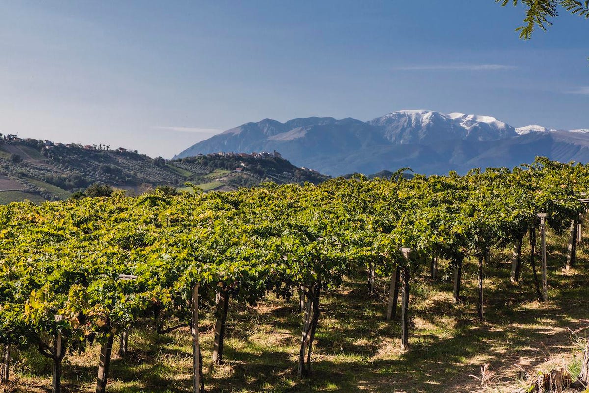 À la découverte des vins uniques de la région des Abruzzes